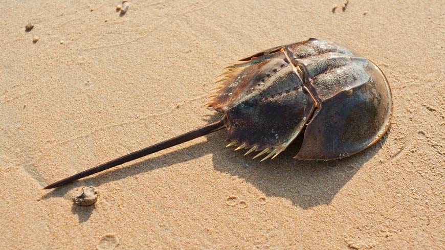 Ph. Eur. allows the use of recombinant factor C for control of ...